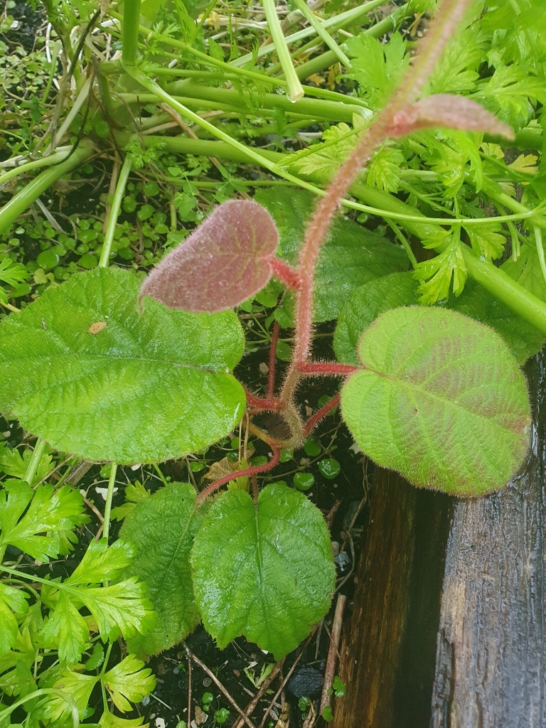 Chinese gooseberry from Franz Josef, New Zealand on December 07, 2022 ...