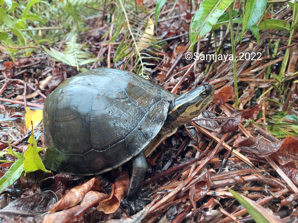West Indonesian Box Turtle in November 2022 by Ryan Putra Samjaya ...