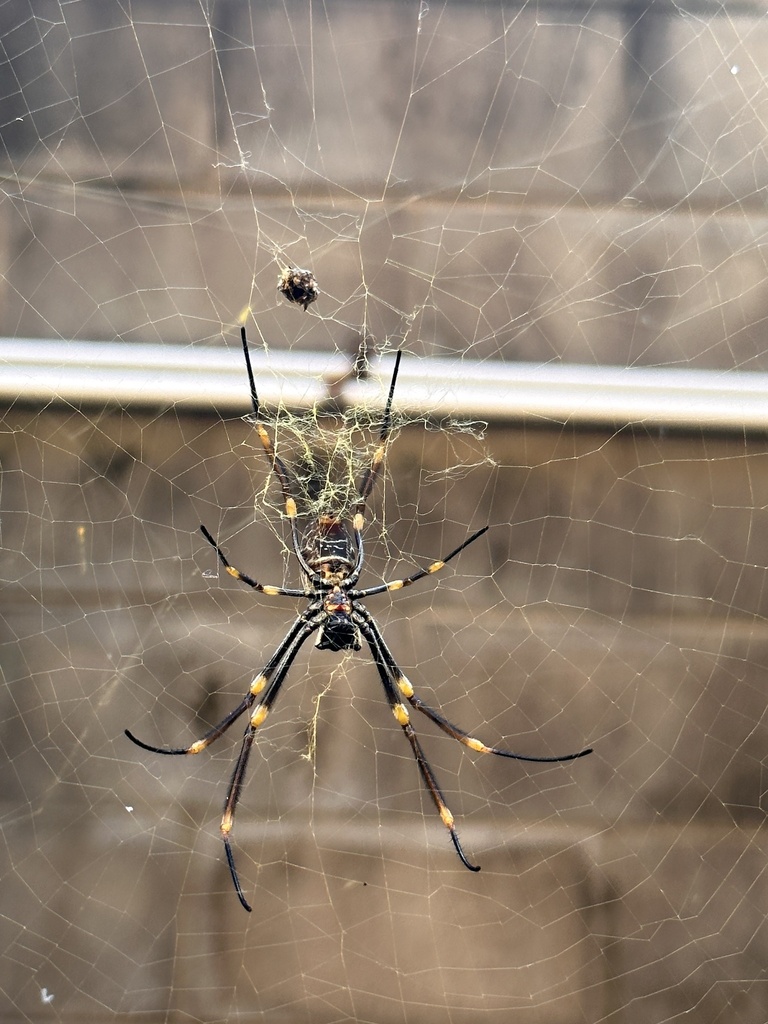 Tiger Spider from The University of Queensland, St Lucia, QLD, AU on ...