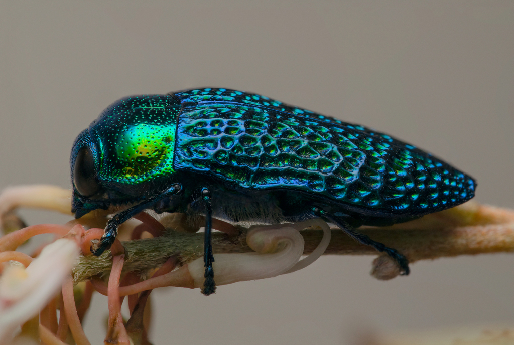 Stigmodera gratiosa in November 2022 by Joshua Gan · iNaturalist