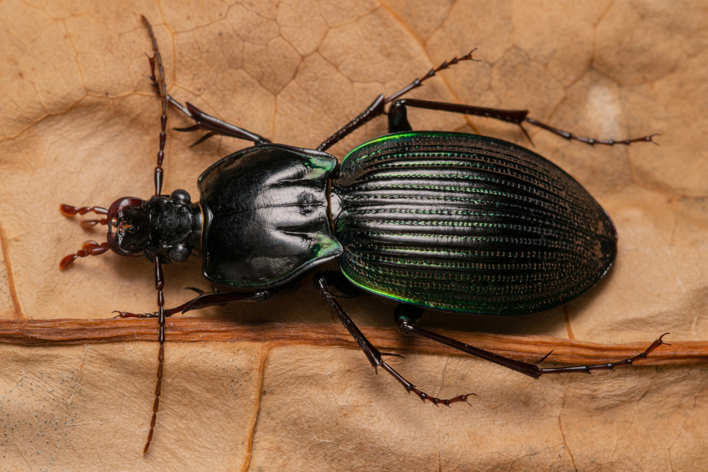 Pamborus in November 2022 by Joshua Gan · iNaturalist