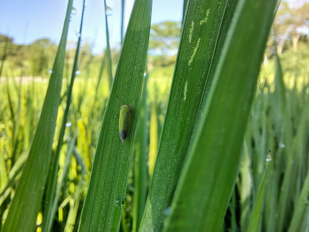 Green Rice Leafhoppers from 983台灣花蓮縣富里鄉 on October 3, 2022 at 04:47 PM ...