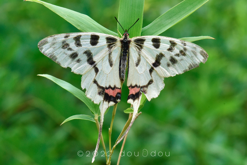 Dragon Swallowtail from 中国江苏省镇江市句容市大华山 on June 25, 2022 at 02:31 PM by ...