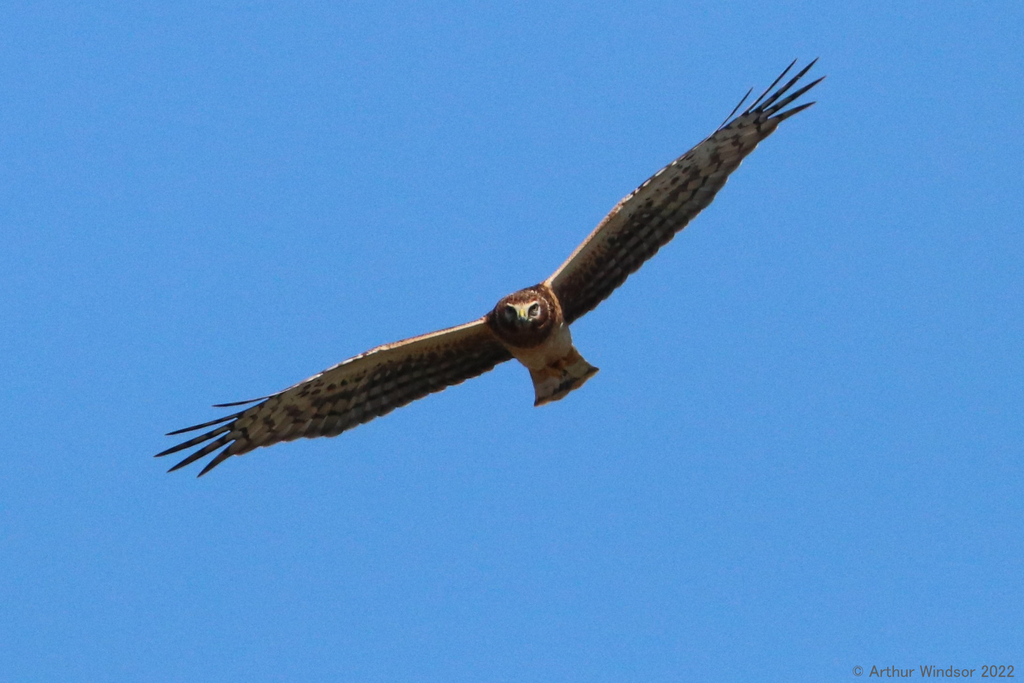 Northern Harrier from Jupiter Inlet Lighthouse Outstanding Natural Area ...
