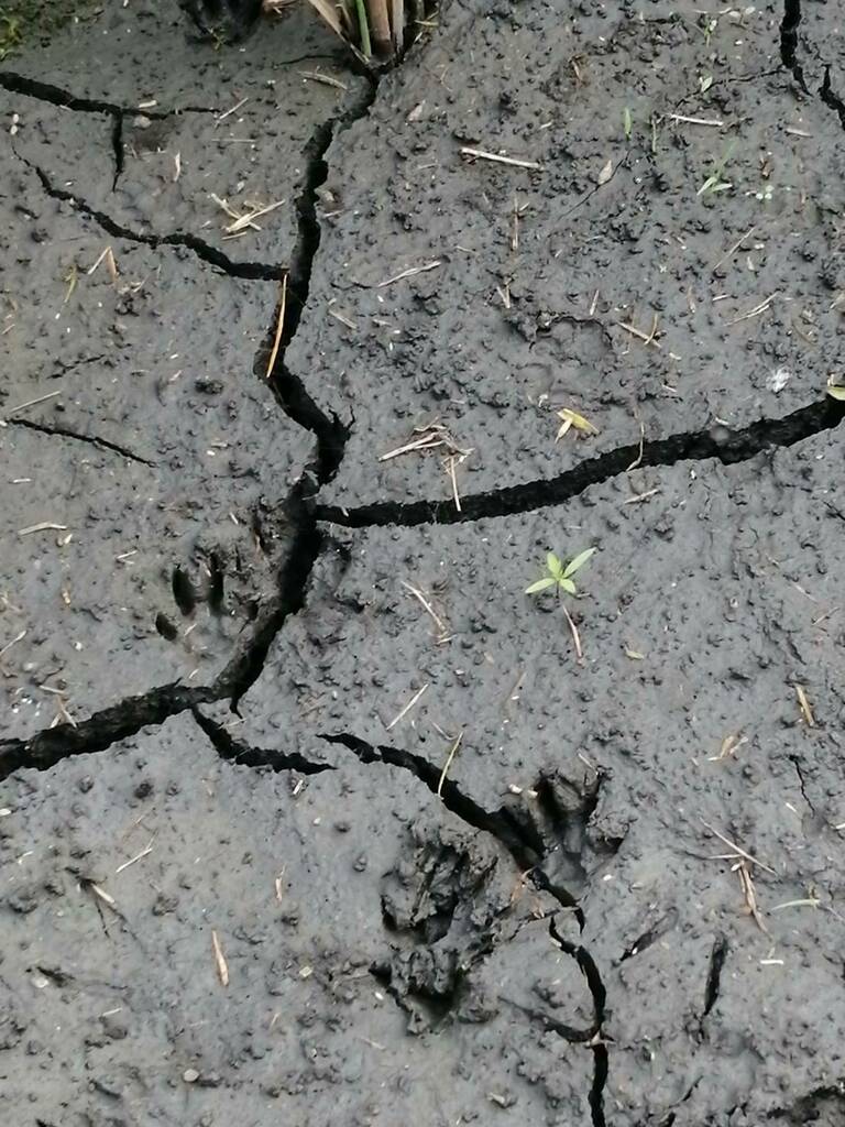 Crab-eating Mongoose in September 2022 by 吳侑庭. 腳印 · iNaturalist