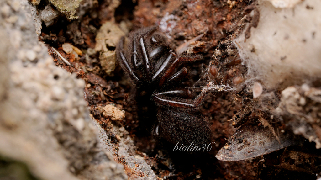 Ariadna lateralis from Pukou District, Nanjing, Jiangsu, China on ...