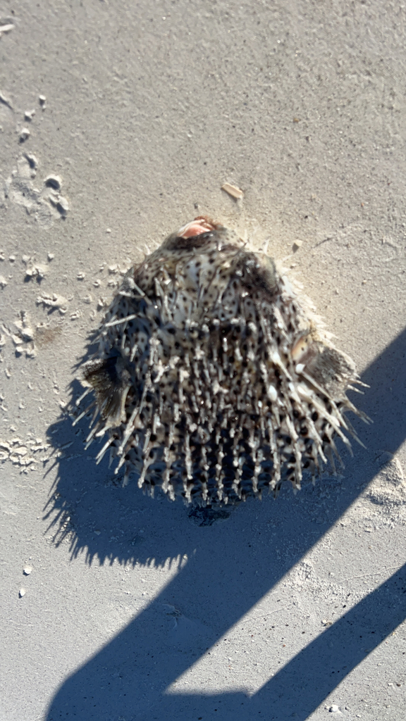 Diodon from Longboat Key on December 7, 2022 at 09:30 AM by Robert ...