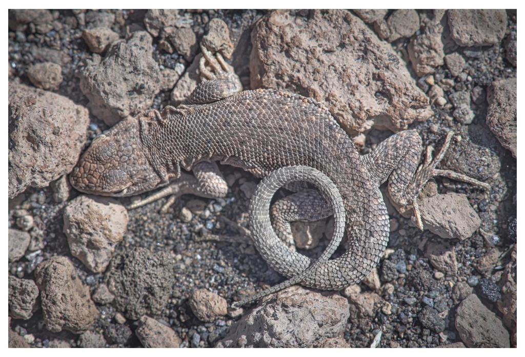 Hajek’s lizard from El Loa, Antofagasta, Chile on January 8, 2020 at 09 ...