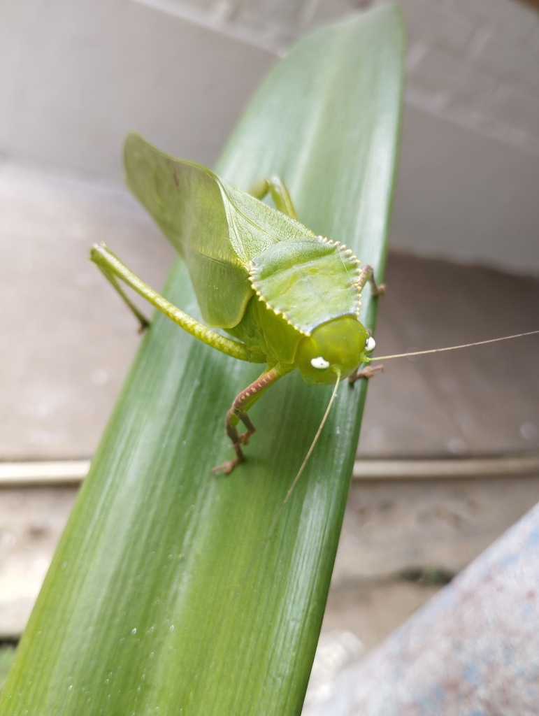 Steirodon dentatum from Floridablanca, Santander, Colombia on December ...