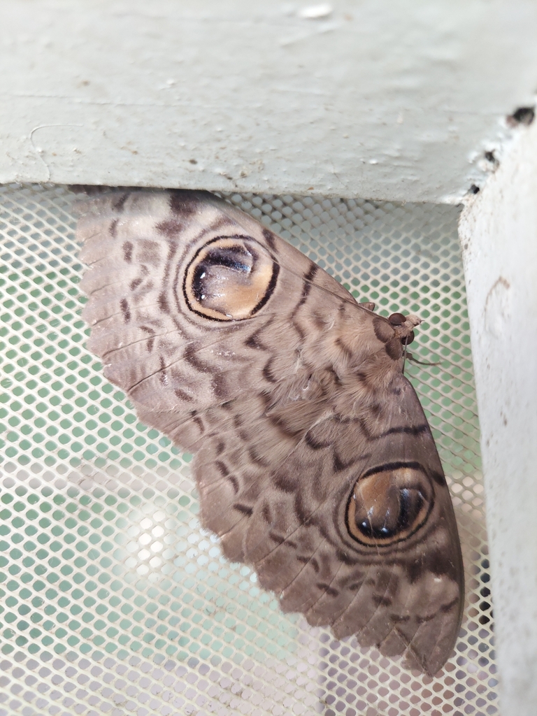 Common Owl Moth from Sai Sree Layout, Parappana Agrahara, Bengaluru ...