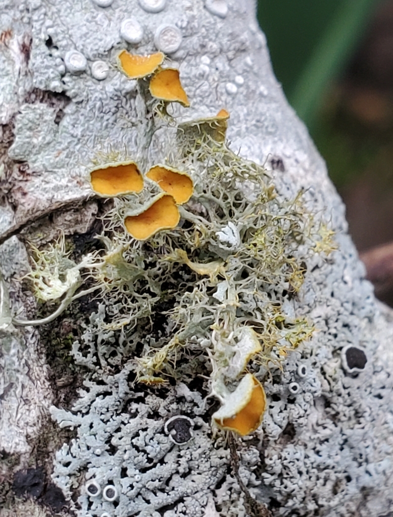 Golden-eye Lichen from The Woodlands, TX 77375, USA on December 07 ...