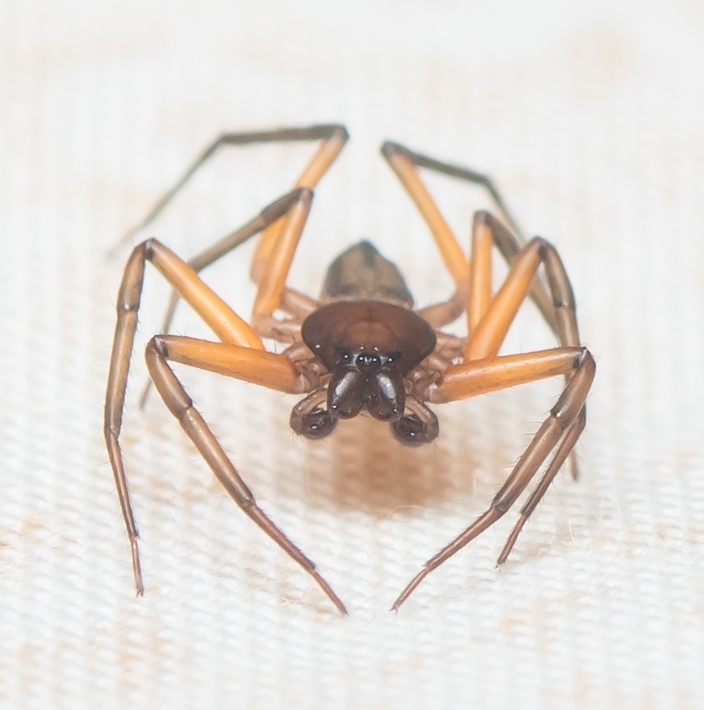 Southern African Scorpion Spiders from Mtunzini on December 06, 2022 at ...