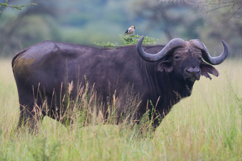 Cape Buffalo in January 2007 by Tony Ernst · iNaturalist
