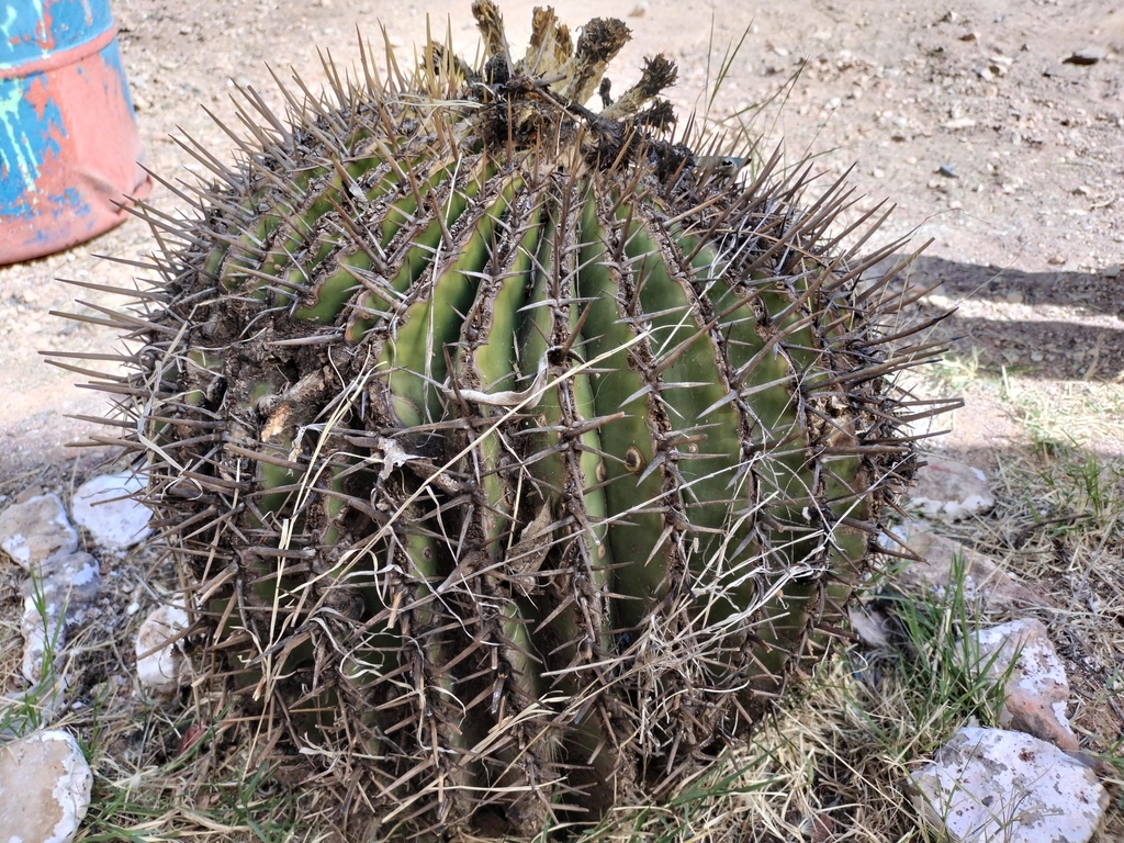 Candy Barrel Cactus in December 2022 by Avila Aguayo Gabriela · iNaturalist