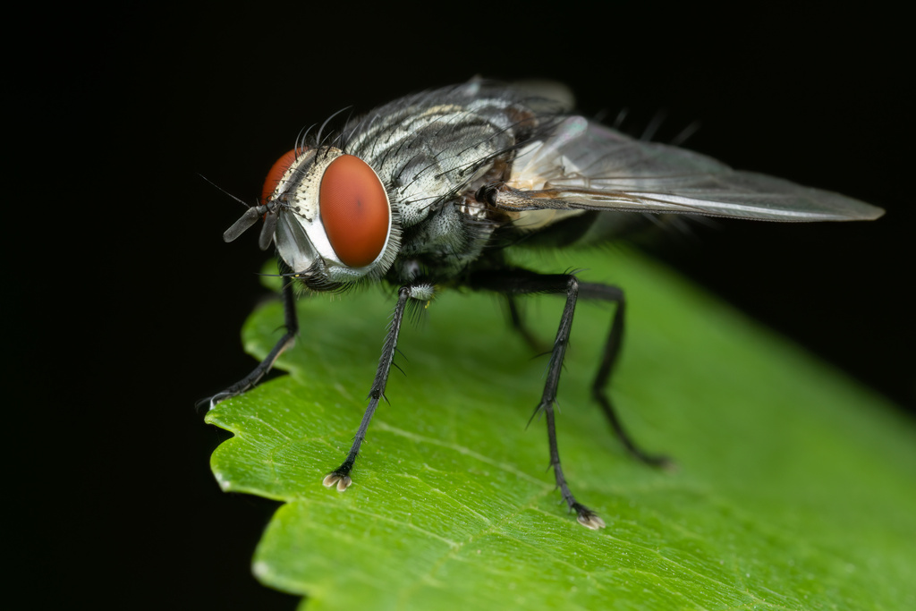 Bot Flies, Blow Flies, and Allies from Laguna de los Coipos, Buenos ...