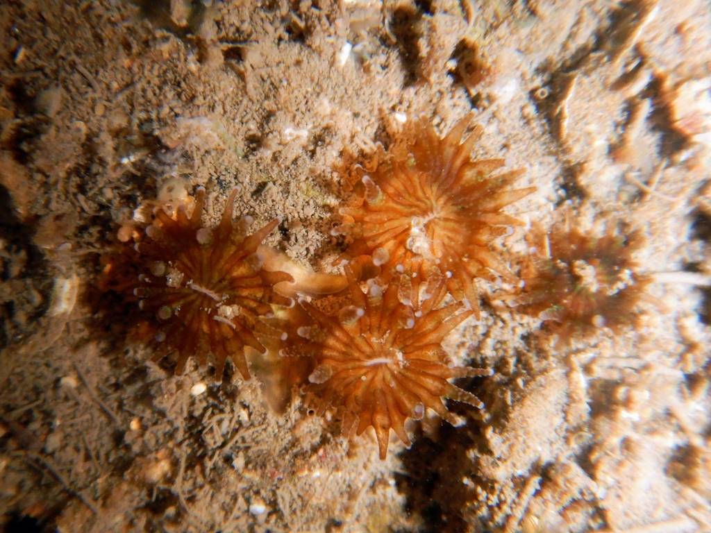 Polycyathus verrilli from India on November 25, 2022 at 05:07 PM by ...