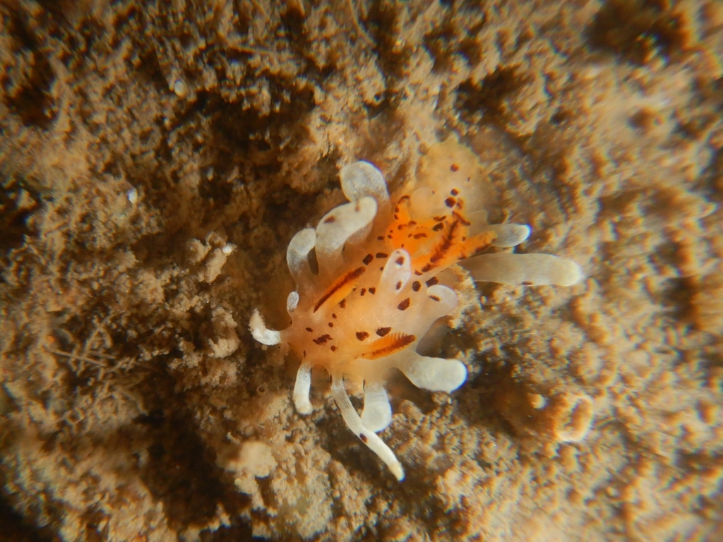 Okenia from India on November 25, 2022 at 06:06 PM by Pradip Patade ...