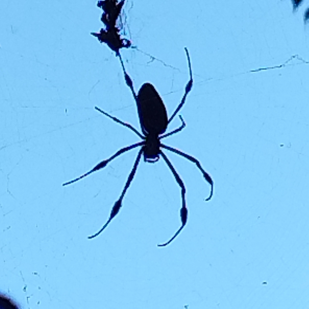 Golden Silk Spider from Cd Guzman, Jal., México on December 5, 2022 at ...