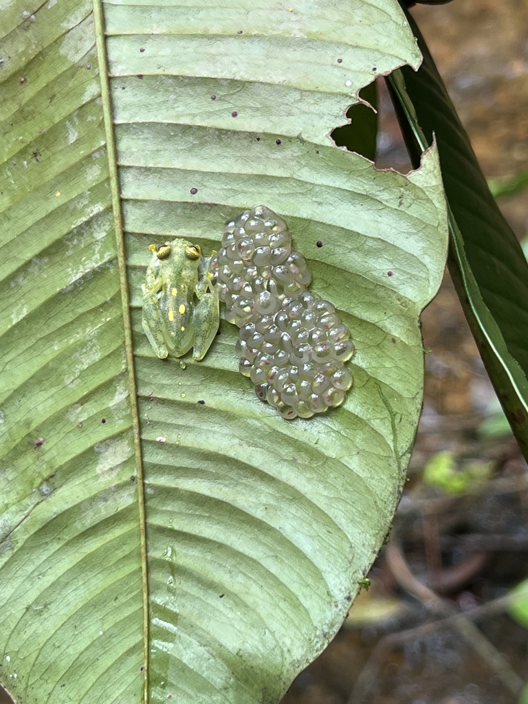 Atrato Glass Frog from Cisneros, Buenaventura, Valle del Cauca, CO on ...