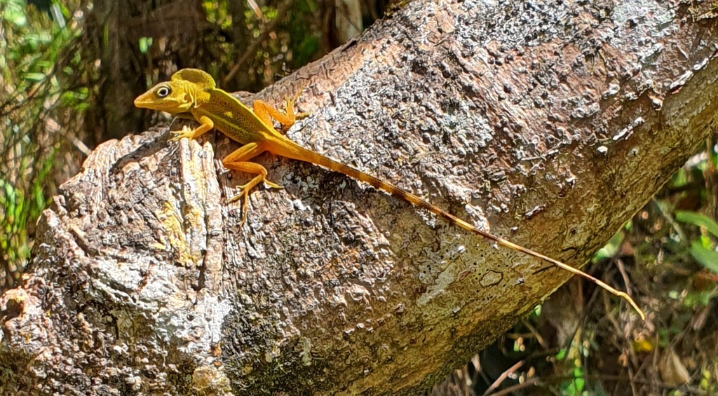 Krug's Anole from Las Casas de la Selva, Hc 63 Bzn 3879, Patillas ...