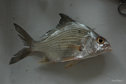Mojarra del Maracaibo (Eugerres awlae)
