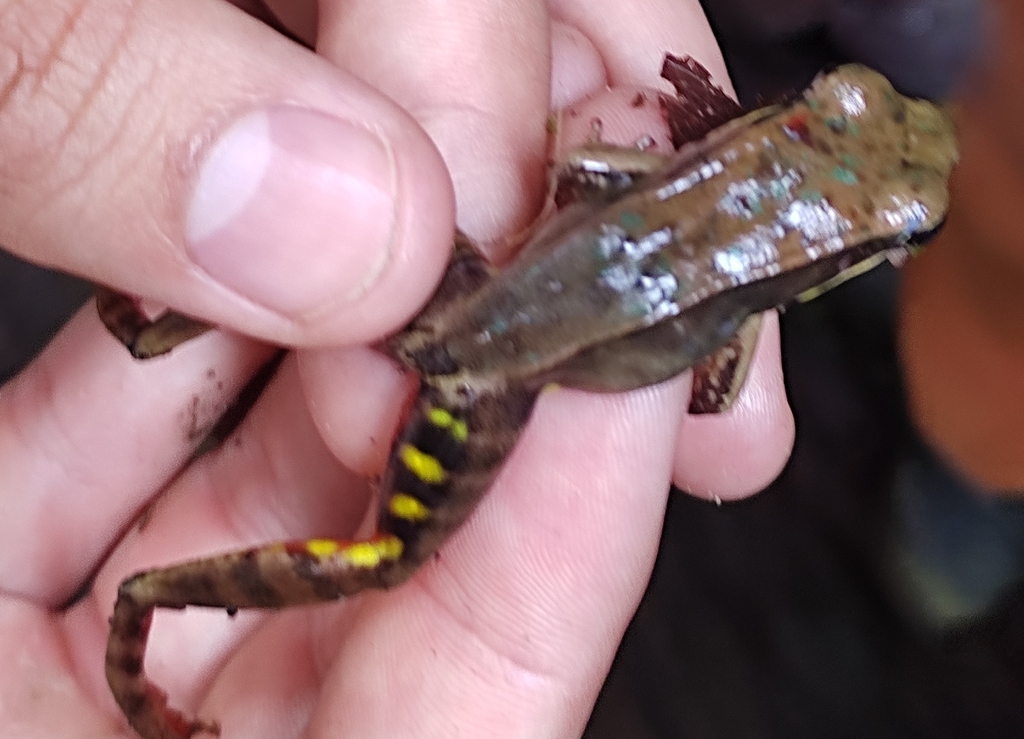 Brilliant Forest Frog from Palo Verde on July 19, 2022 at 11:13 AM by William Rodríguez ...