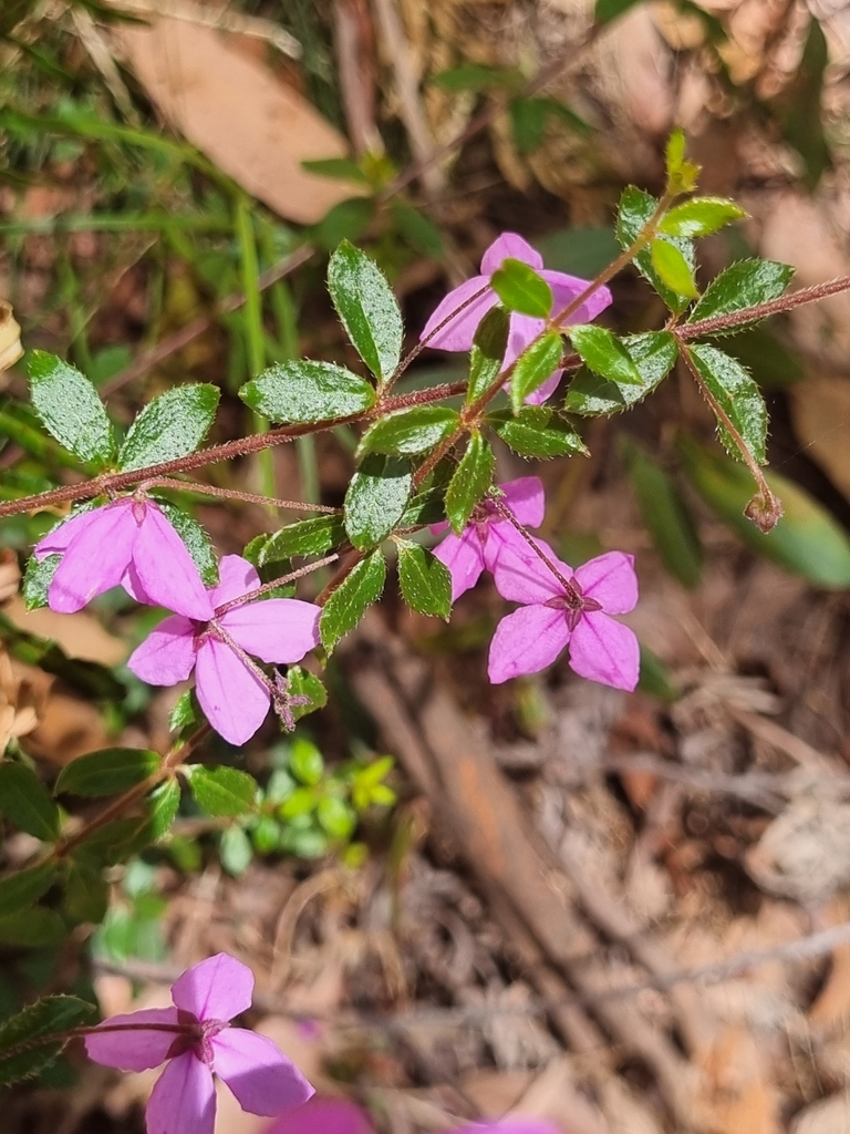 Thyme Pink-bells from Gheerulla QLD 4574, Australia on December 7, 2022 ...