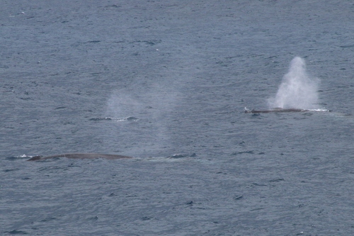 Southern Fin Whale (Subspecies Balaenoptera physalus quoyi) · iNaturalist