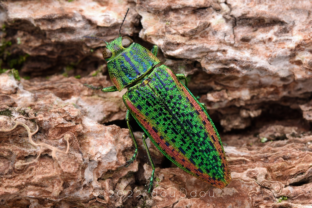 Lamprodila limbata from 中国江苏省南京市玄武区紫金山 on June 11, 2022 at 09:08 PM by ...