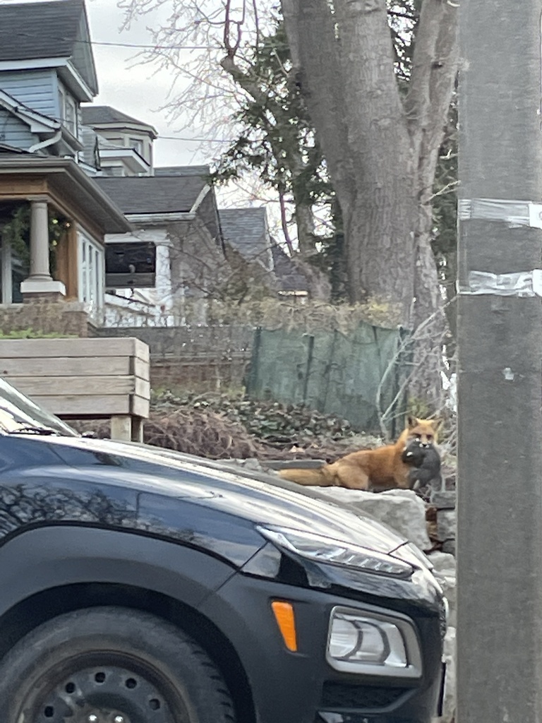 Red Fox from Bellefair Ave, Toronto, ON, CA on December 8, 2022 at 08: ...