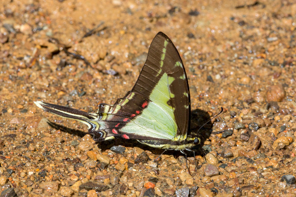 Neographium from San José Province, Pérez Zeledón, Costa Rica on ...