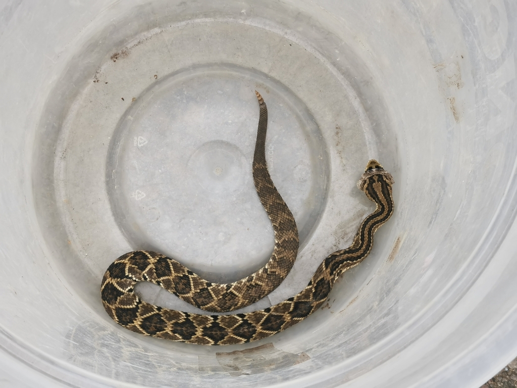 Veracruz Neotropical Rattlesnake from 91693 Ver., México on December 8 ...