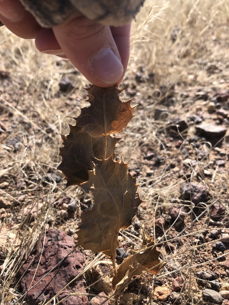 dwarf desert peony from Marfa, TX, US on December 3, 2022 at 11:17 AM ...