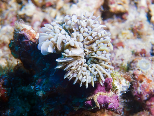 Palauli West Check List · iNaturalist NZ