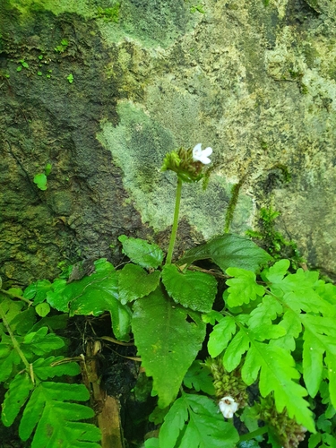 Epithema benthamii · iNaturalist