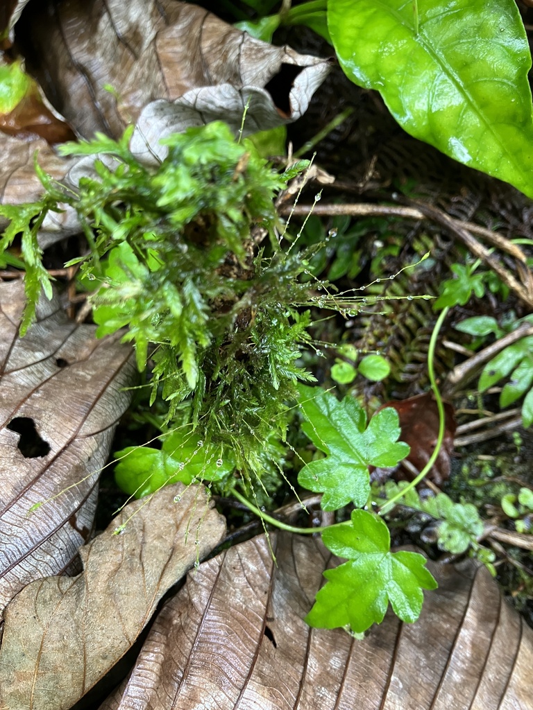 (Entodon macropodus) - Botanical Realm