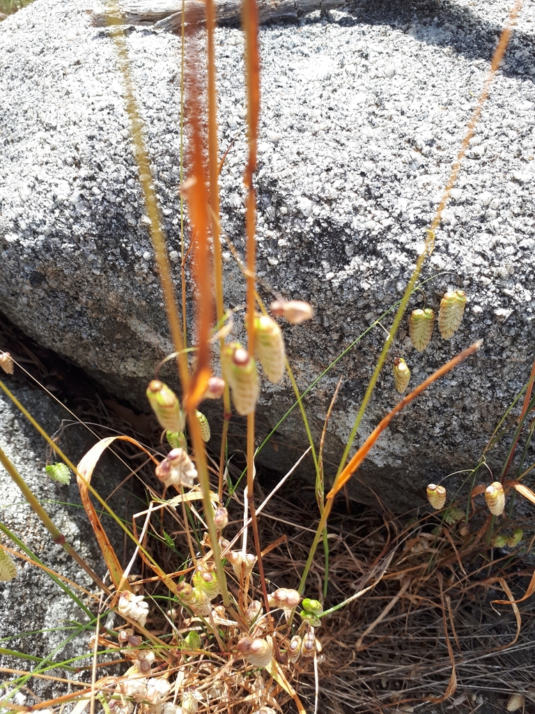 Greater Quaking Grass from Harcourt North by Gerry Egan · iNaturalist