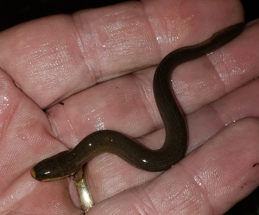 Western Lesser Siren from Vienna, IL 62995, USA on December 08, 2022 at ...