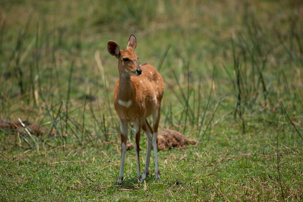 Southern Bushbuck from Ngamiland South District, Botswana on November 9 ...