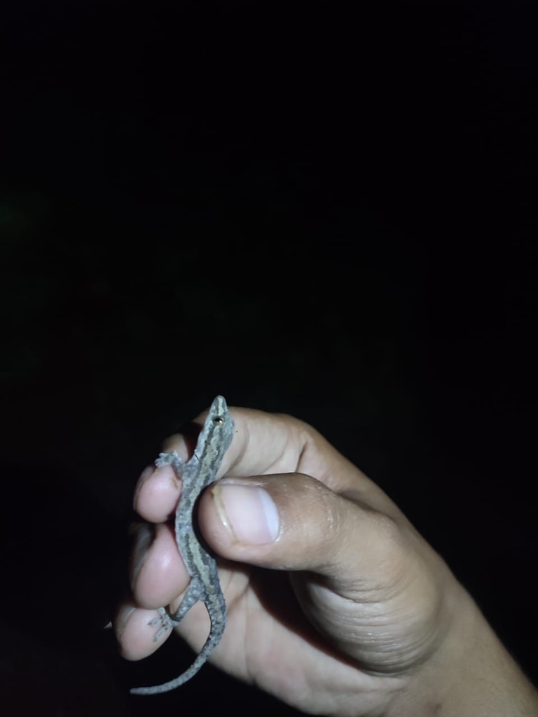 Asian House Gecko from RMXC+VFC, Lasiana, Kec. Klp. Lima, Kota Kupang ...