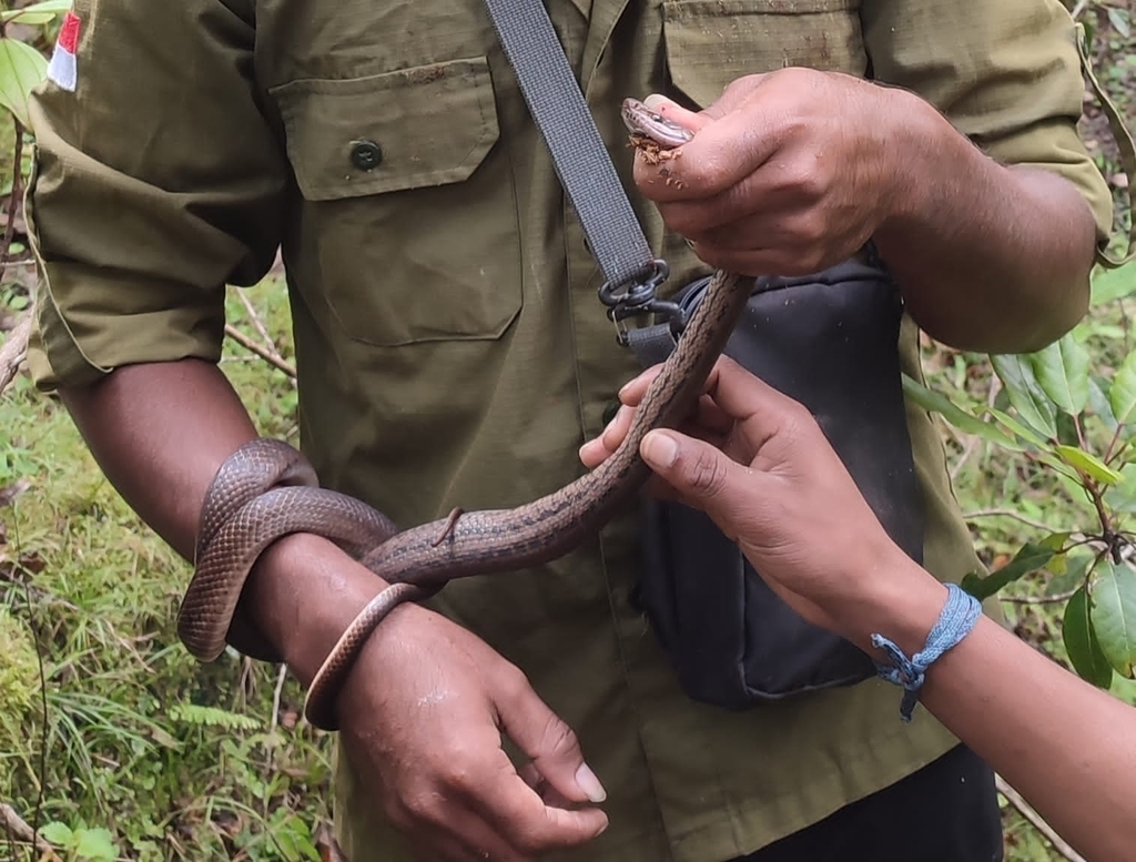 Sunda Rat Snake from POS CA MUTIS on November 25, 2022 at 10:00 AM by ...
