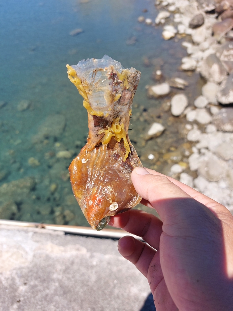 Baggy Pen Shell from 972台灣花蓮縣秀林鄉和平村 on August 12, 2022 at 01:38 PM by ...