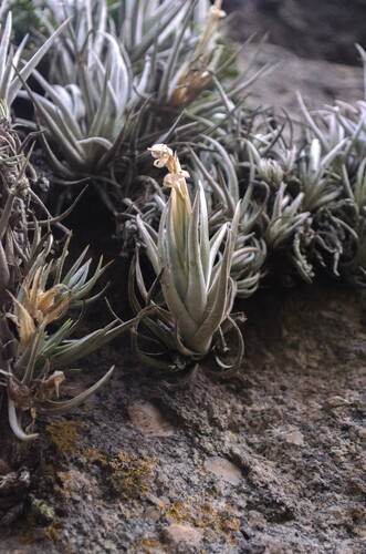 Variety Tillandsia xiphioides minor · iNaturalist