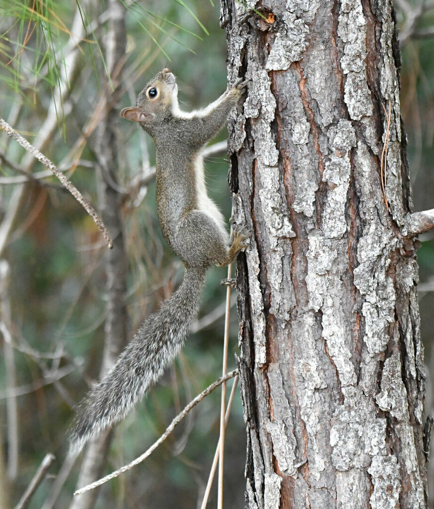 Eastern Gray Squirrel from Okefenokee NWR; Charlton County, GA, USA on ...