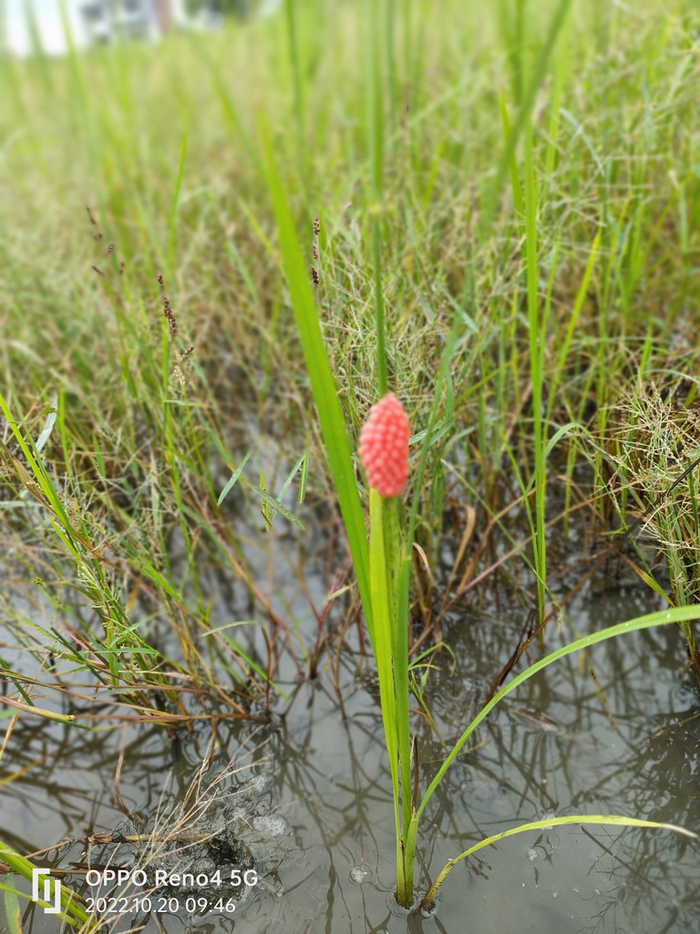 Channeled Apple Snail from 台灣宜蘭縣 on October 20, 2022 at 09:46 AM by ...