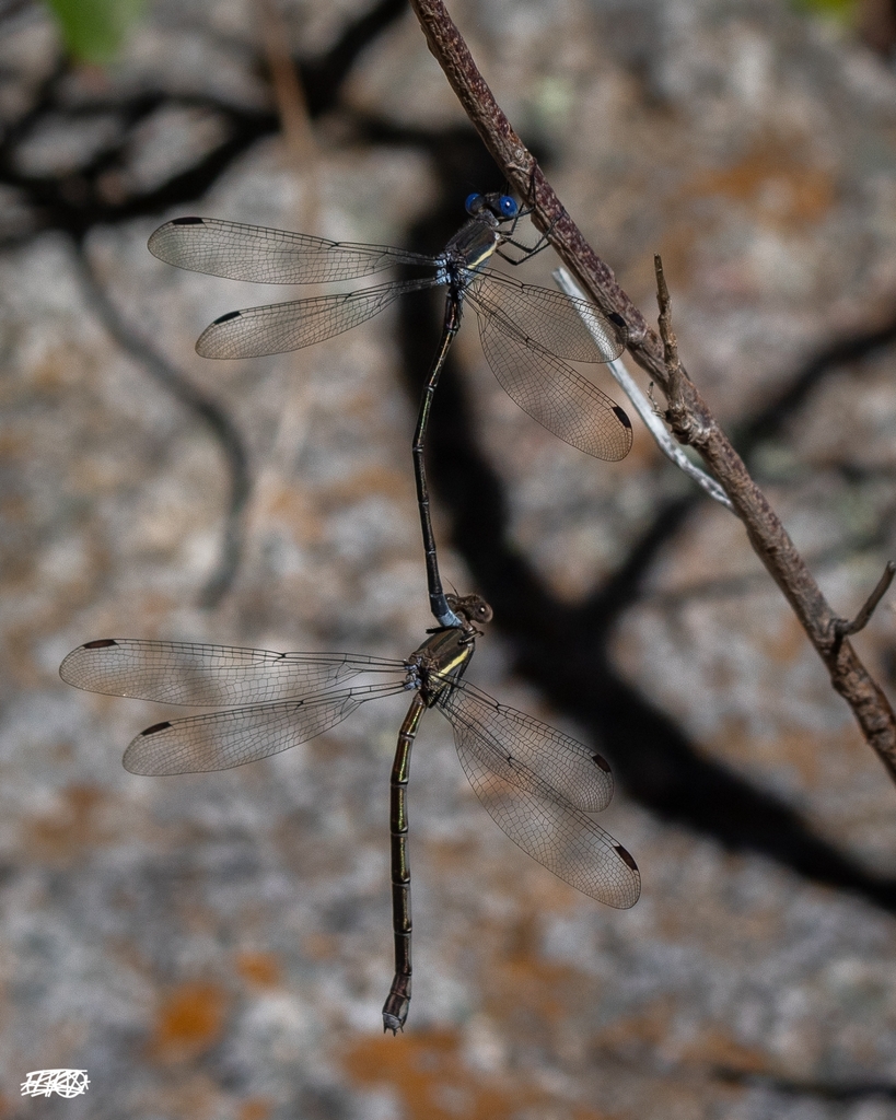 Great Spreadwing from San José de Gracia, Ags., México on November 25, 2022 at 01:50 PM by ...