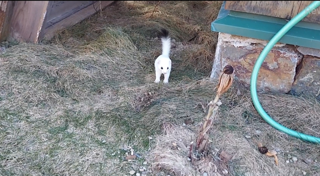 Long-tailed Weasel from Goshen, VT, USA on December 09, 2022 at 05:54 ...