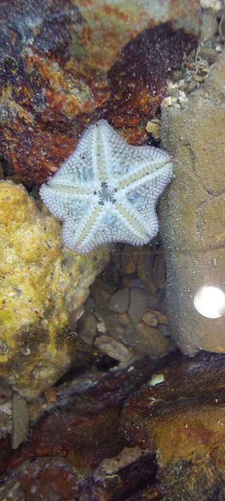 Cushion Stars from Fraser Coast, QLD, Australia on December 10, 2022 at ...