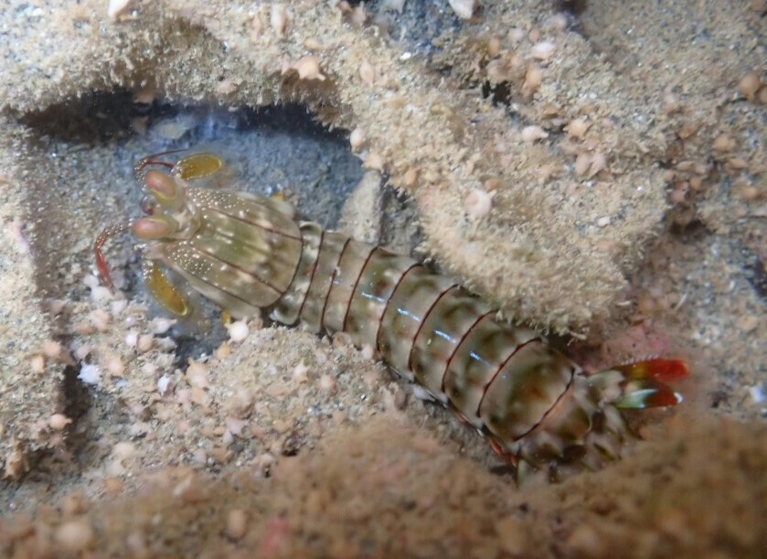 Chiragra Mantis Shrimp from Abra de Ilog, Occidental Mindoro ...