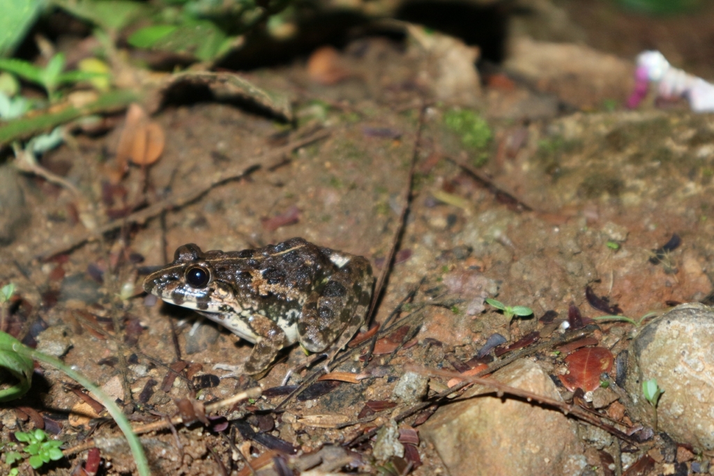 Paddy Field Frog from Unnamed Rd,, F3FM+94Q, Kujangsari, Kec. Cileles ...